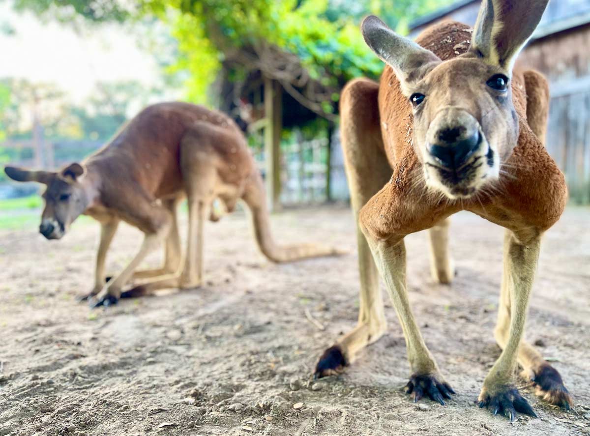 Wild Wonders Await: Exploring Wild Acres in Stone County - Explore ...